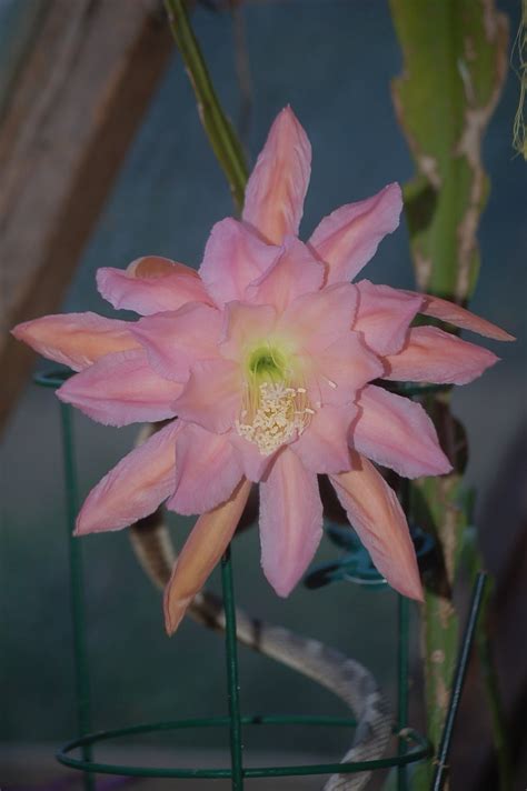Daisy In The Garden 🌿epiphyllum Marilyn Monroe Flower Update 🩷🌿
