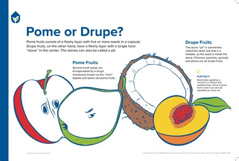 Pome Or Drupe Sprout The Des Moines Urban Youth Learning Garden At