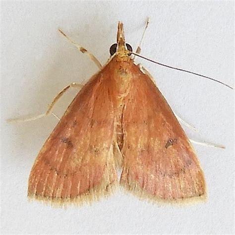 Florida Moth Oenobotys Vinotinctalis Bugguidenet