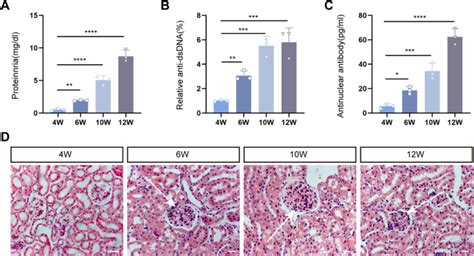 在狼疮性肾炎的发病机制中，巨噬细胞通过 Cxcl12 Dpp4 轴与系膜细胞相通 Cell Death And Disease X Mol