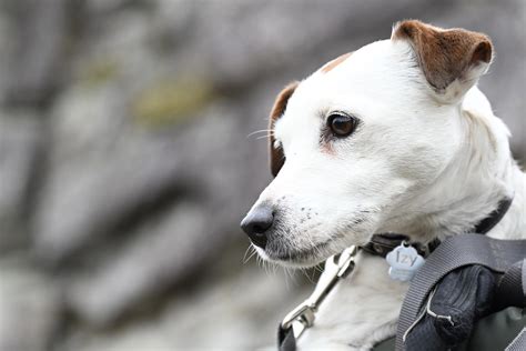 개 잭 러셀 사냥 테리어 Pixabay의 무료 사진 Pixabay