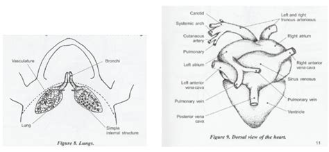 Frog Gallbladder Diagram