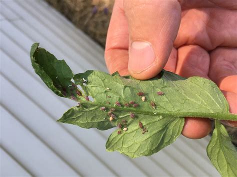 Common Tomato Plant Pests