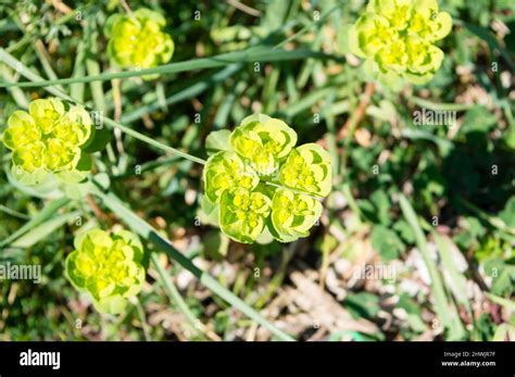 Euphorbia Plant Poisonous