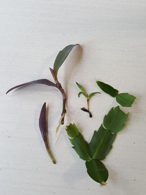 Premium Photo Close Up Of Bread On Leaf