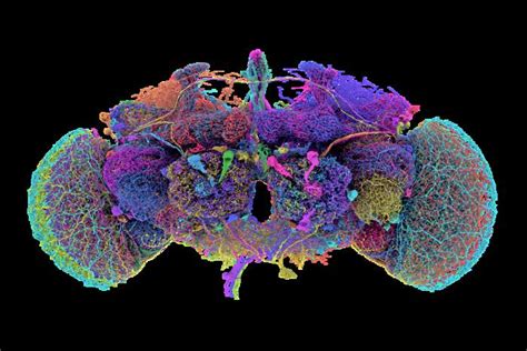 An Amazingly Detailed Map Of Connections In The Fruit Fly Brain Cell