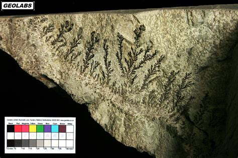 Dendritic Crystal Growth Geolabs