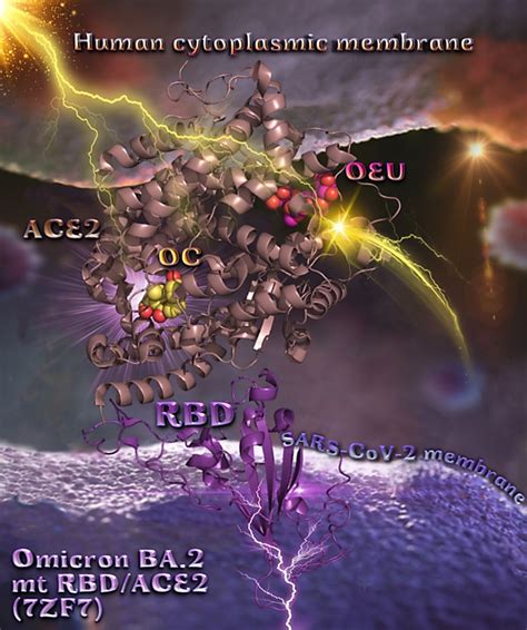 A Binding Pose Architecture Of Oeu And Oc On The Crystal Structure Of
