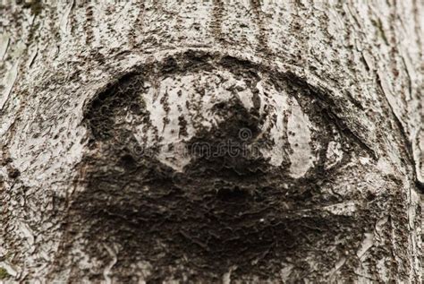Tree Bark Shaped As Eye Stock Image Image Of Hard Abstract
