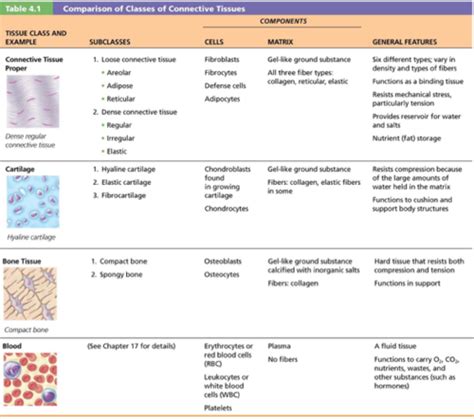 connective tissue flashcards quizlet