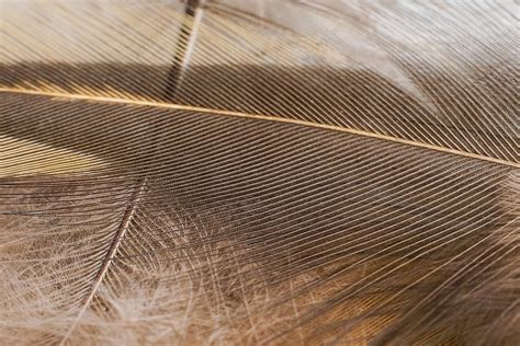 Color Texture Feather Photography Background Feather Pattern Colored Feathers Bird Feathers