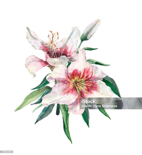 하얀 백합의 피는 꽃의 여름 결혼식 부케 꽃 구성 손으로 그린 수채화 그림은 카드 인쇄물 배너 청첩장 인쇄를 위해 흰색 배경에 분리되어 있습니다 백합에 대한 스톡 벡터 아트