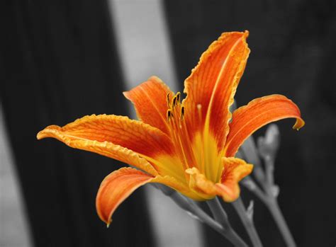 타이거 릴리 무료 사진 다운로드 Freeimages