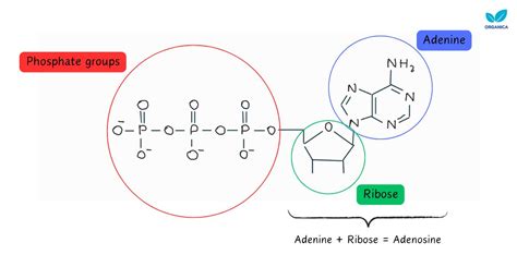 Adenosine Triphosphate Meaning And Structure In Biology