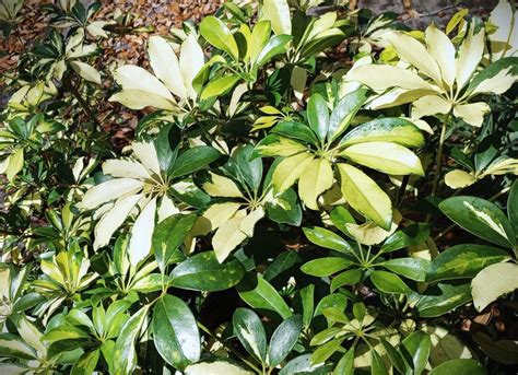 Trinette Schefflera 6 Cuttings Organic Etsy