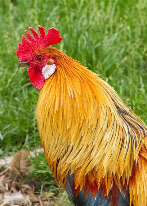 Cockerel