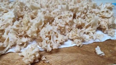 Sparassis Crispa Cauliflower Mushroom Identification Guide Recipes