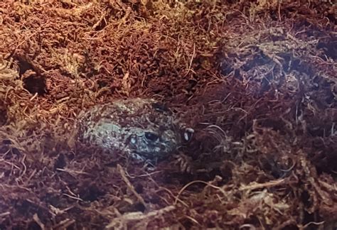 4mo Pixie Not Hungry After Move Rfrogs