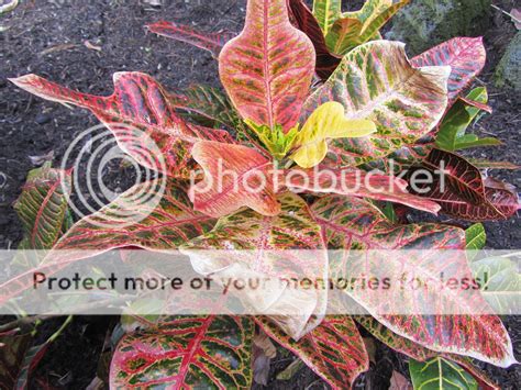 Dean Dorian Ouer Garden Pra Unbelievable Discussing Palm Trees Worldwide Palmtalk