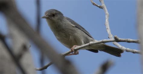 Figuinha Do Mangue Biofaces Bring Nature Closer