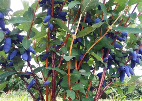 💓Глухие зоны где жимолость будет капризничать Плюс подсказка по растениям стимуляторам