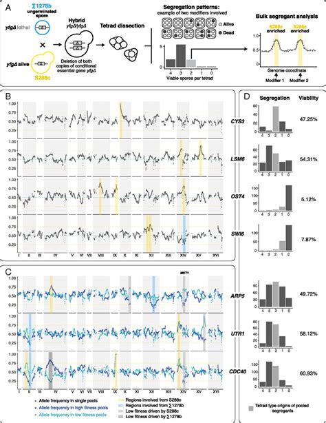 Complex Modifier Landscape Underlying Genetic Background Effects Pnas
