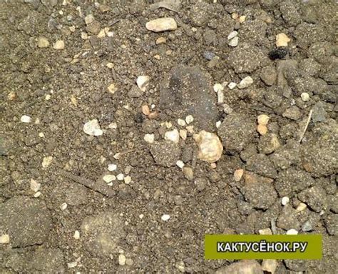 Как составить грунт для кактусов удобрения купить кактус / КАКТУСЁНОК.РУ