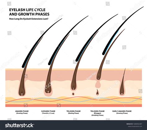 22 Imágenes De Eyelash Growth Cycle Imágenes Fotos Y Vectores De