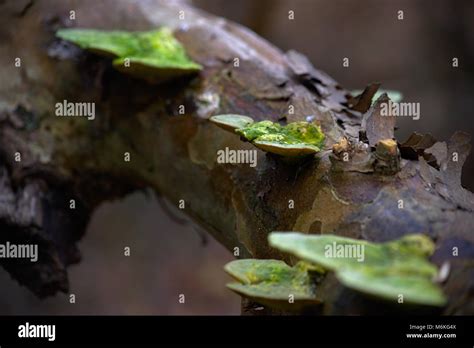 Green Fungus On Tree Branch Stock Photo Alamy
