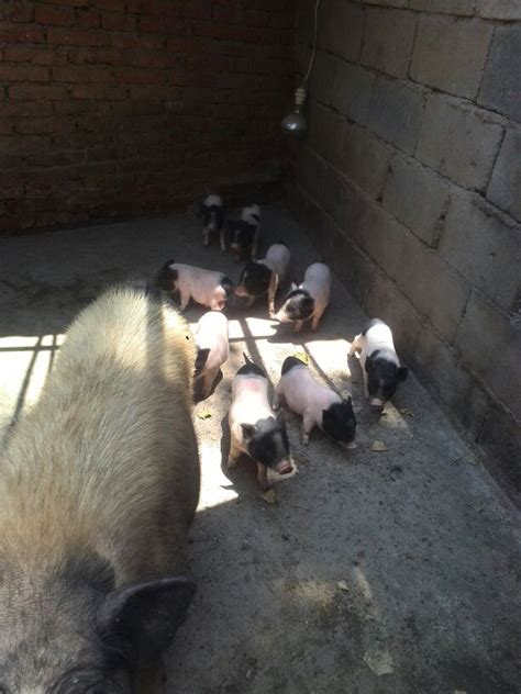 [巴马香猪批发]河南信阳平桥区香猪 350 00元 头小香猪 香 一亩田