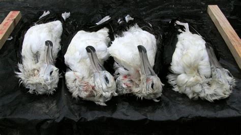 The Tale Of The Albatross And The Algorithm Global Fishing Watch