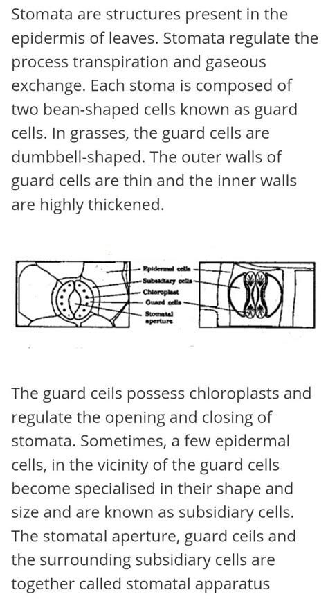 Structure Of Stomatal Apparatus Printable Templates Protal