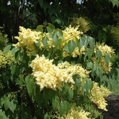 Syringa Pekinensis Beijing Gold™ Peking Lilac From Great Lakes