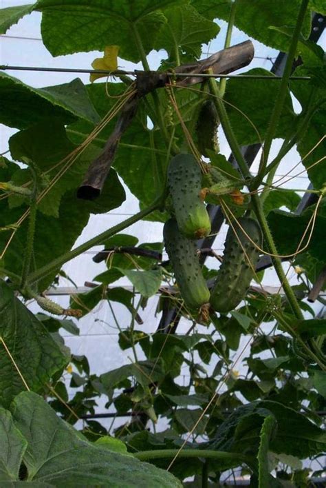 Купити насіння огірка Соната F1 в Україні поштою за низькою ціною Ua