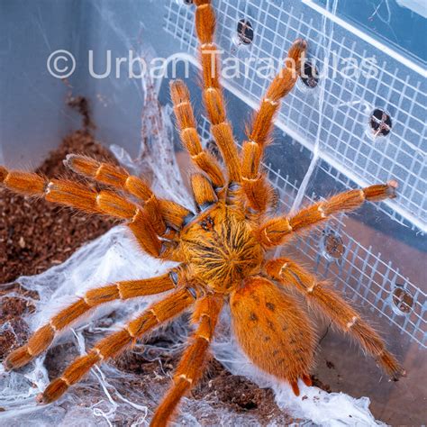 Obt Tarantula Orange Baboon Pterinochilus Murinus Urban Tarantulas