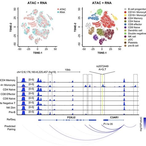 Snapatac Facilitates Integration Of Single Cell Atac Seq And Rna Seq Download Scientific