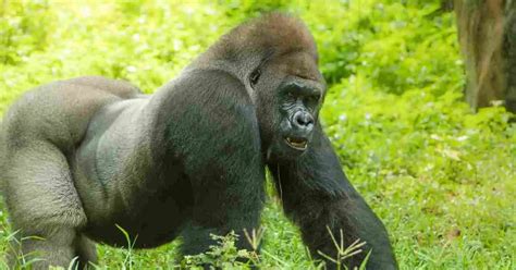 Silverback Gorilla Behavior Animalbehaviorcorner