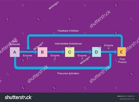 Enzyme Substrate Enzymesubstrate Complex Enzyme Activation Stock Vector Royalty Free