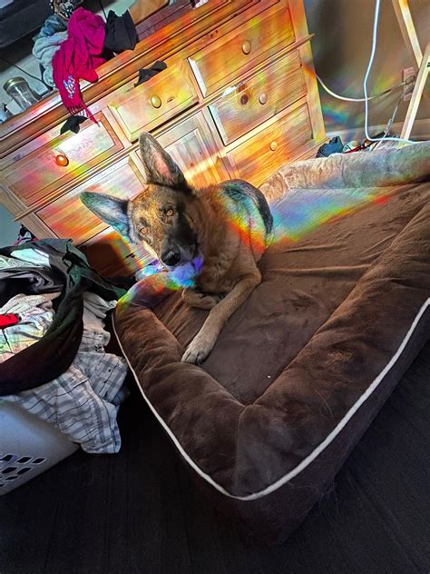 Gino My Puppachino R Germanshepherds