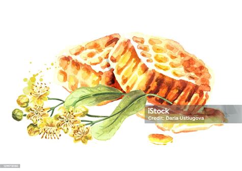 신선한 벌집과 린든 꽃 흰색 배경에 고립 된 손으로 그린 수채화 그림 꿀에 대한 스톡 벡터 아트 및 기타 이미지 꿀 수채화 건강관리와 의술 Istock