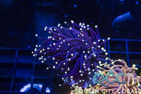 Bi Color Tip Torch Wysiwyg Queen City Corals