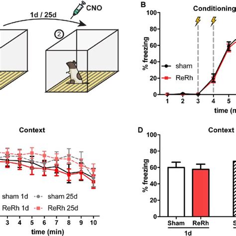 dreadd inactivation of the rerh during contextual fear memory retrieval