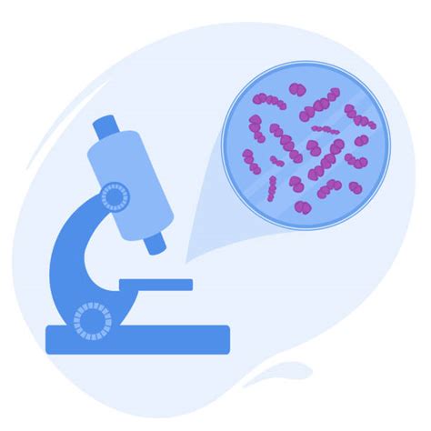 Streptococcus Diagram