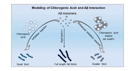 Modeling Inhibitory Effects Of Chlorogenic Acid On Amyloid Beta Aggregation Industrial