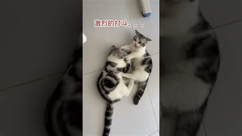 可爱的猫猫~馒头花卷~ Youtube