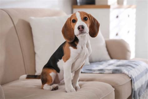 Pocket Beagle Breed Info Facts And Care Guide With Pictures