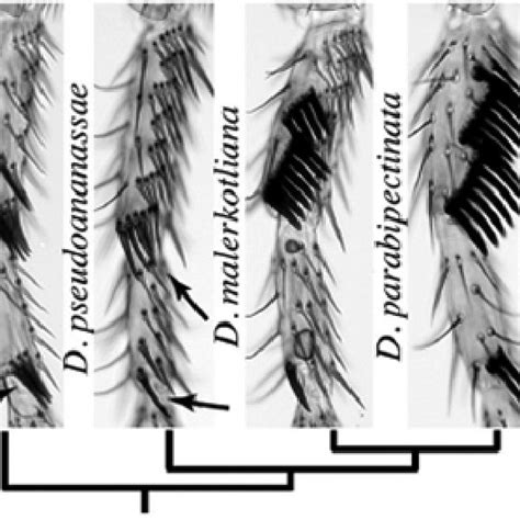 B Arrangements In The Four Species Of The Bipectinata Complex
