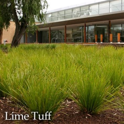 Lomandra Lime Tuff 150mm Pot Vn