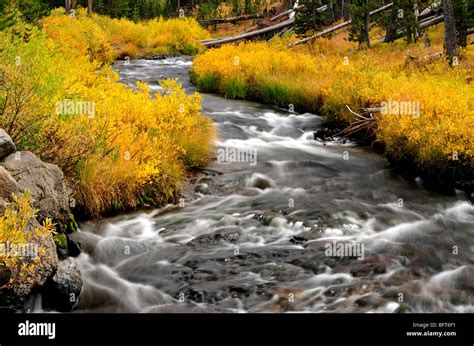 Willows In Autumn Colour Lining The Banks Of The Gibbon River
