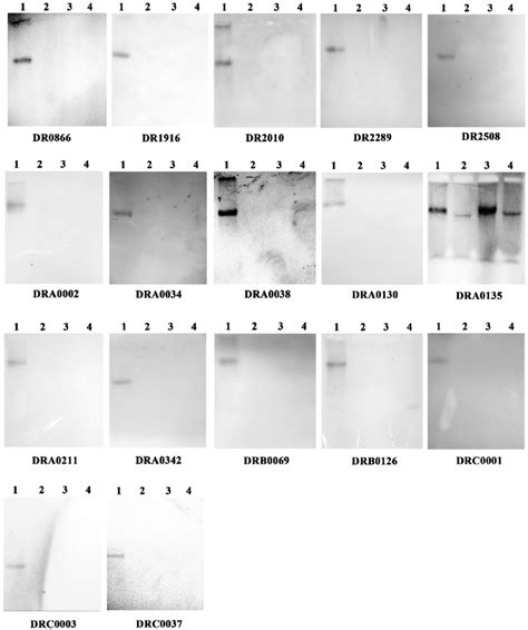 cgh microarray data validation by using southern blot analysis lane 1